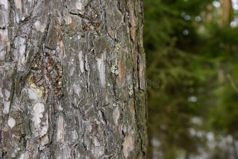 The Texture of the Tree Bark Spruce Resin Spring Stock Photo - Image of ...