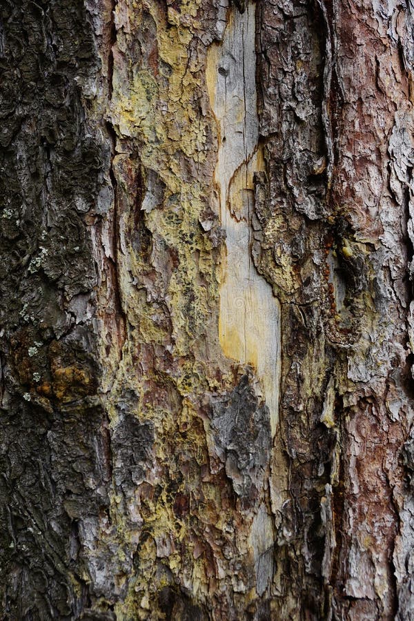 The Texture of the Tree Bark Spruce Resin Spring Stock Photo - Image of ...