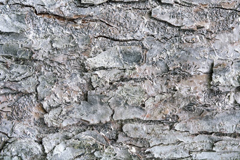 Texture of Tree Bark Treated with White Insect Paint Stock Photo ...
