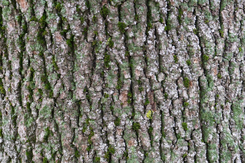 The Texture of the Tree Bark. Trees of Central Russia Stock Image ...