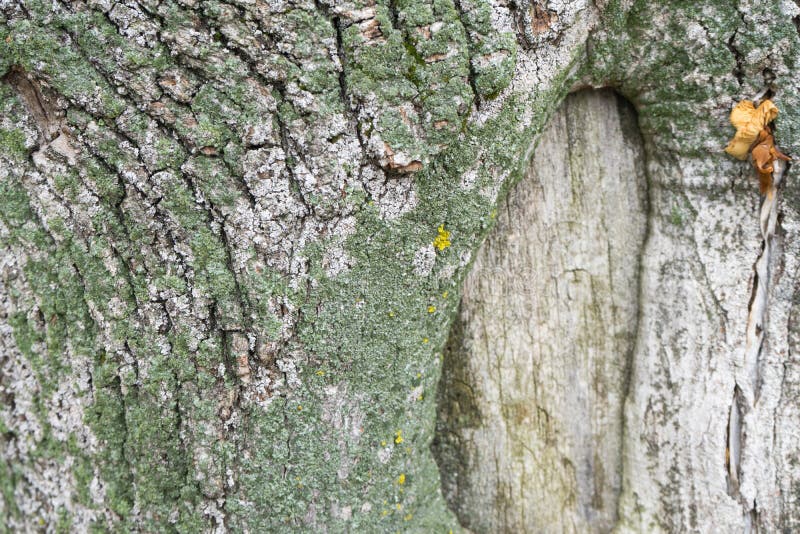 The Texture of the Tree Bark. Trees of Central Russia Stock Image ...