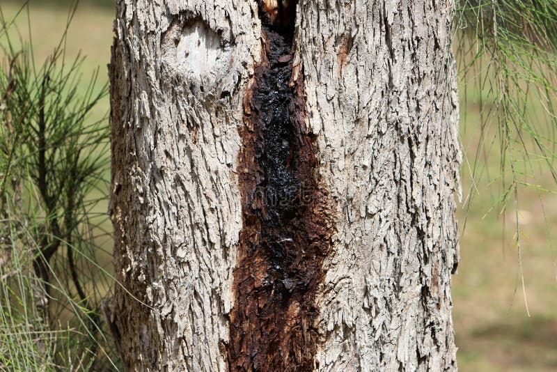 Texture of Tree Bark on the Trunk of a Large Tree Stock Photo - Image ...