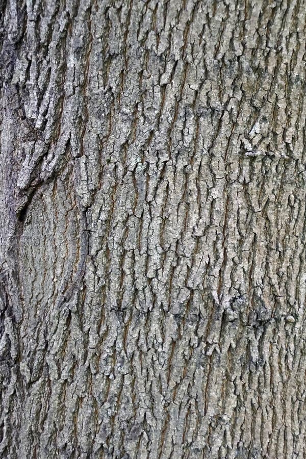 Texture of the Tree Bark. the Trunk of a Maple. Graphic of Nature ...