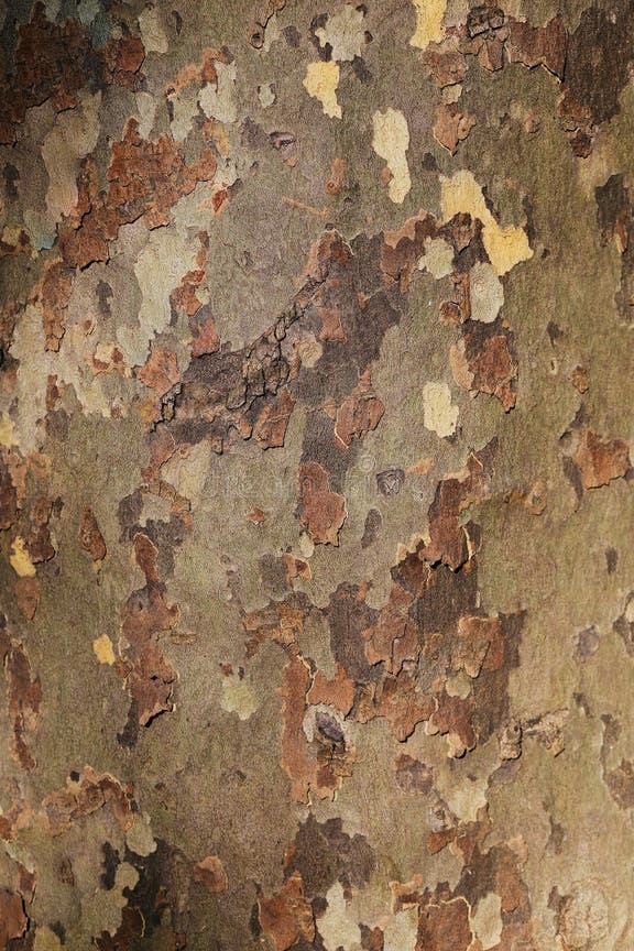 The Texture of the Bark of a Plane Tree Stock Photo - Image of closeup ...
