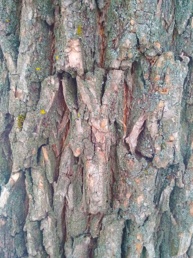 Natural Wood Texture Grey Color Stock Photo - Image of nature, pine ...