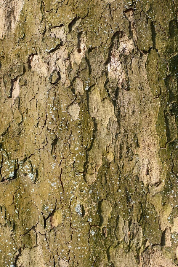 Texture stock image. Image of forest, pattern, material - 69218973