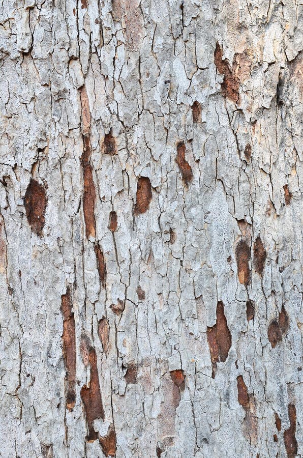 Texture of tree bark stock image. Image of abstract, timber - 93629111