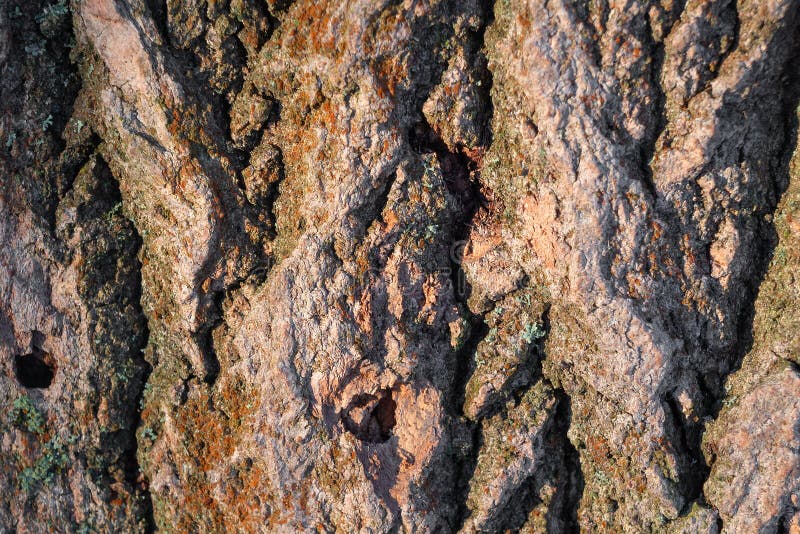 Rough Texture of Old Wood Bark in Hard Light Stock Image - Image of ...