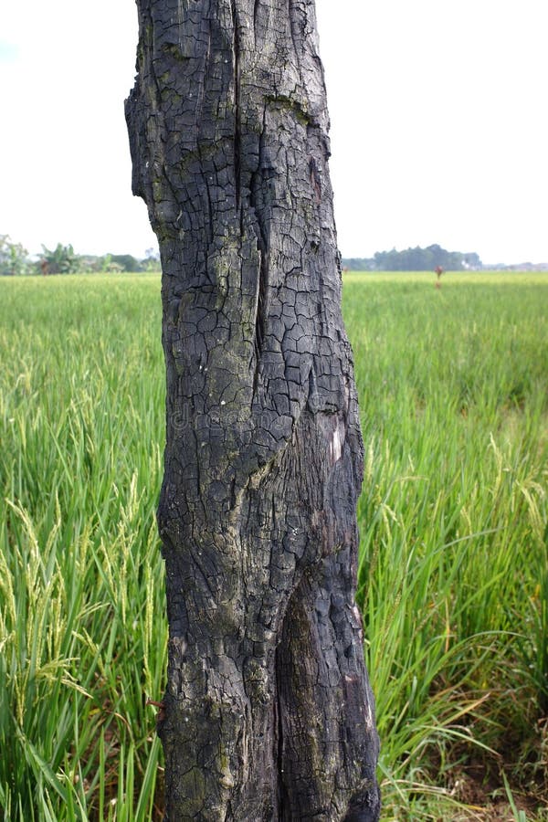 The burn a tree stock photo. Image of decoration, white - 306258384