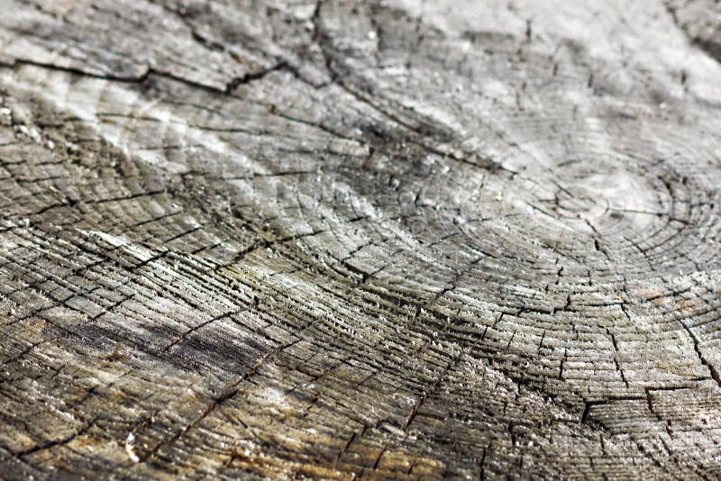 Texture, the tree stock photo. Image of concentric, aging - 91868574