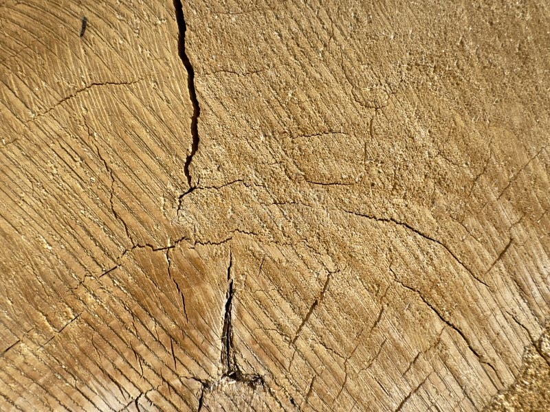 Texture of a Tree Cut with Annual Rings, Stump. Stock Image - Image of timber, pattern: 383520271