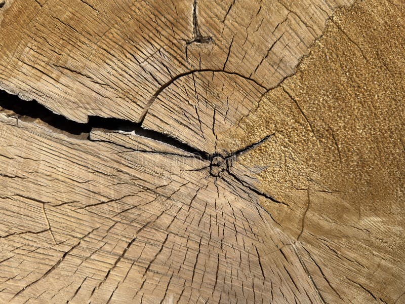 Texture of a Tree Cut with Annual Rings, Stump. Stock Image - Image of ...