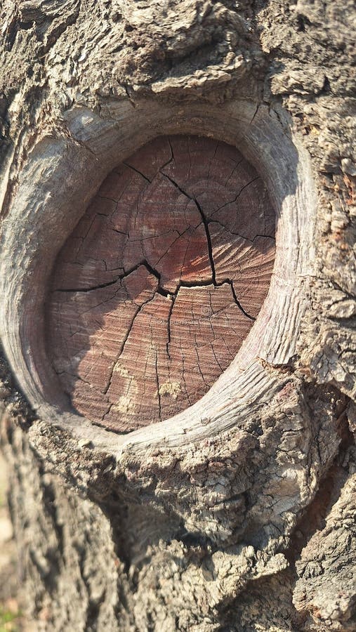 The Texture of a Tree with a Dent Showing Its Cracking. Stock Photo ...