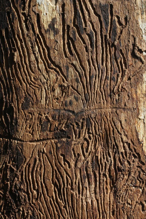 The Texture of a Tree Eaten by Bark Beetles Stock Image - Image of wood ...