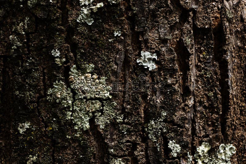 Texture of Tree in the Foreground with Cracks and Details Stock Photo ...
