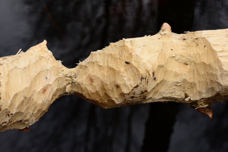 Texture Tree Gnawed by Beavers in the Wild in the Spring on the Bank of ...