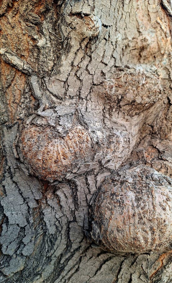 The Texture of a Tree that Has Circular Bumps Stock Photo - Image of ...