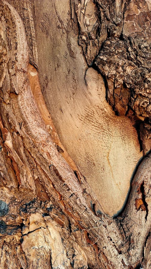 The Texture of a Tree that Has a Large Depression and Whose Trunk is ...
