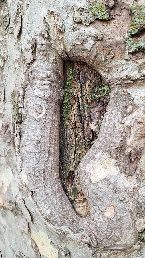 Texture of a Tree with a Large Depression and Algae Growing on it Stock ...