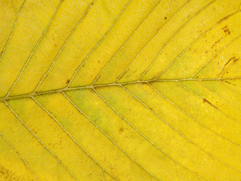 Texture tree leaf fall stock photo. Image of october - 27961366