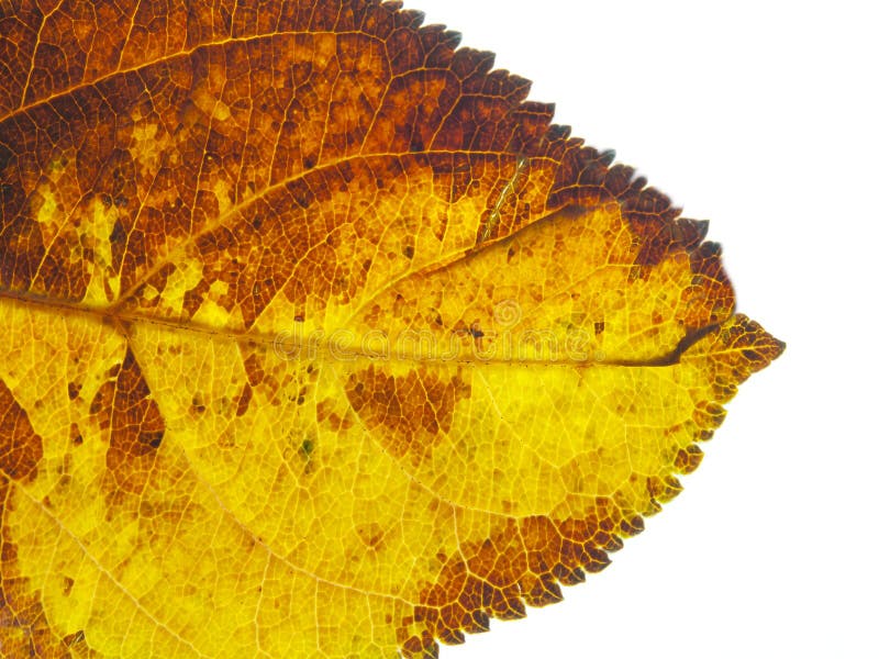 Texture tree leaf fall stock photo. Image of october - 27961366