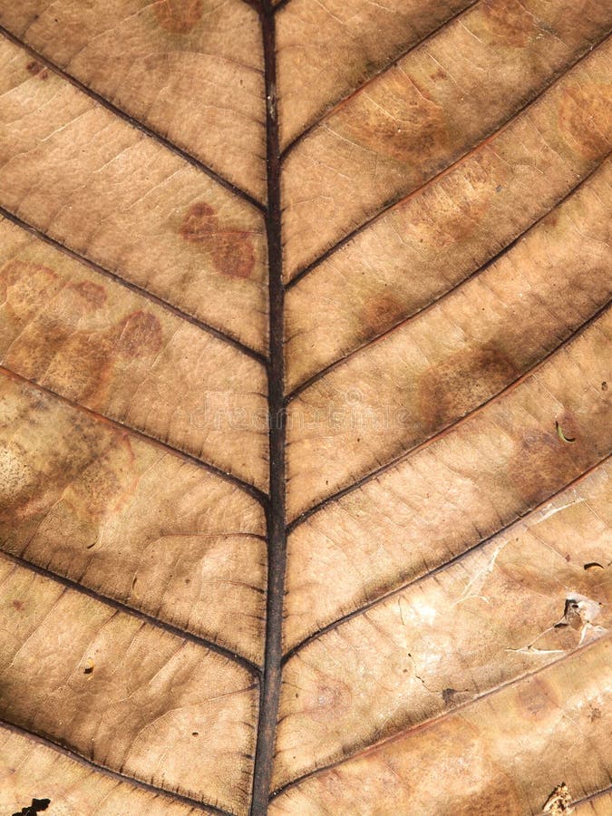 Texture tree leaf stock photo. Image of colorful, golden - 140033886