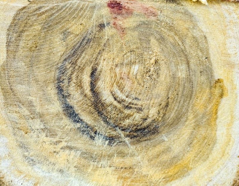 Texture of tree log. stock photo. Image of circle, flooring - 283508614