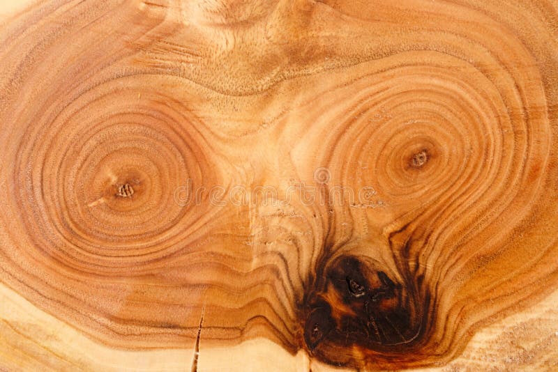 The Texture of a Tree Log. Close-up Stock Image - Image of nature ...