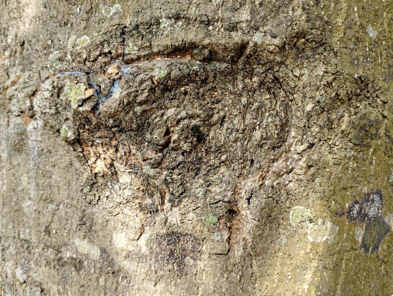 The Texture of the Tree Macro Angel Stock Image - Image of texture ...