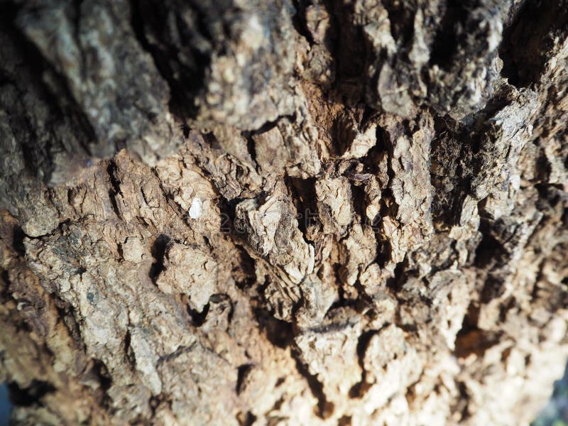 Texture tree stock image. Image of tree, texture, misty - 80192189