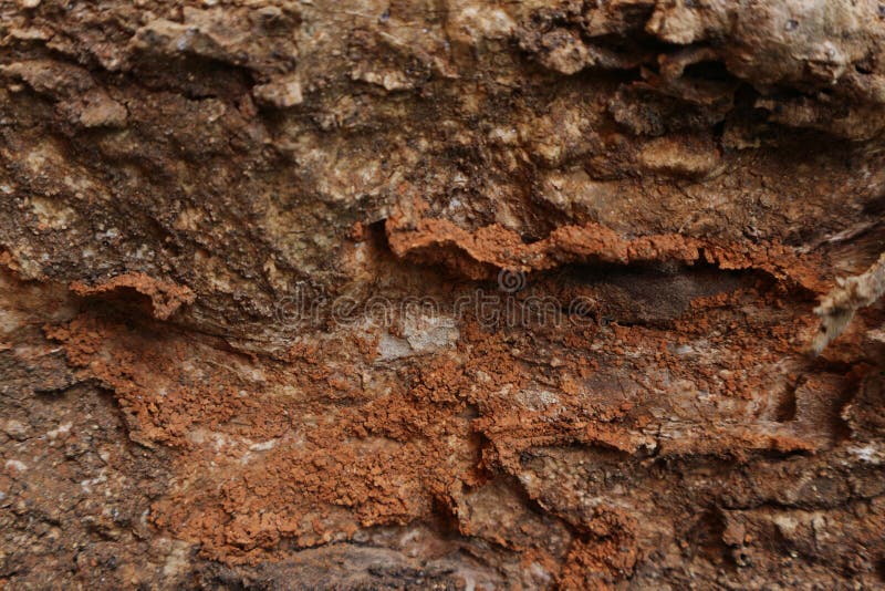 Termite Houses that Stand on the Ground in the House Stock Image ...