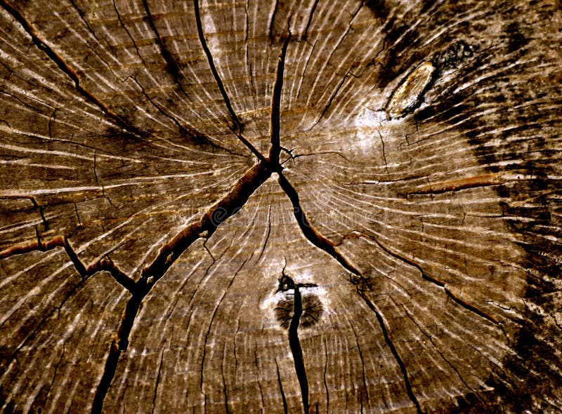 Texture Tree Rings stock photo. Image of stump, ring - 33114798
