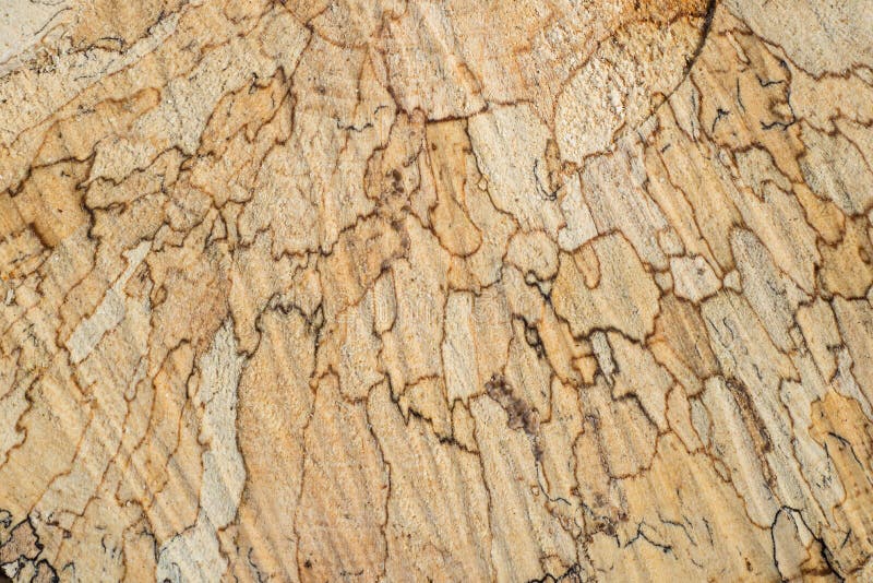 Texture, Tree Rings and Saw Cut Tree Trunk Stock Photo - Image of ...