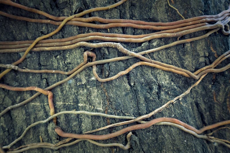 Texture of Tree Roots. the Natures Detail Stock Photo - Image of ...