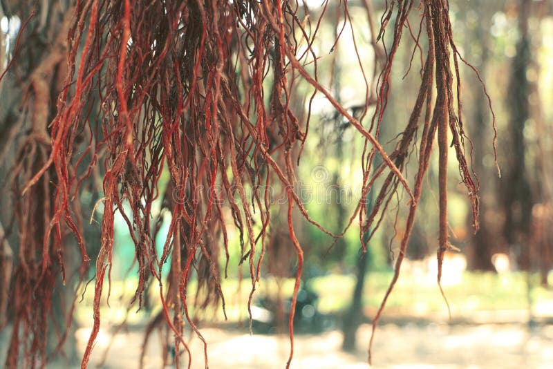 Texture of Tree Roots. the Natures Detail Stock Image - Image of ...
