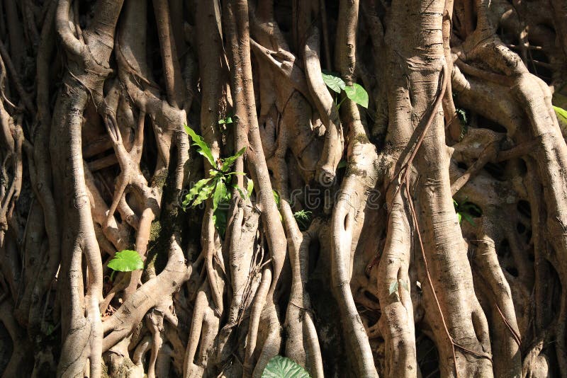 Texture of tree roots stock photo. Image of nature, root - 63968970