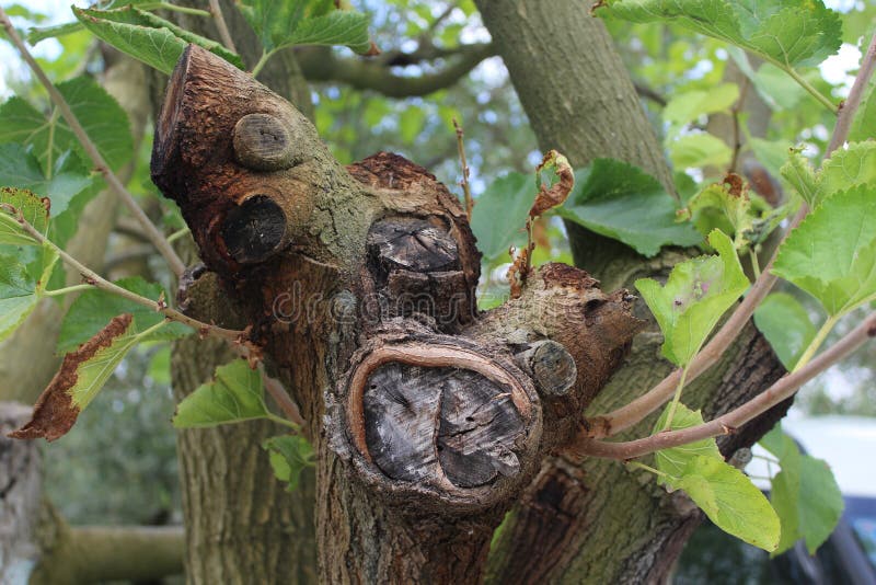 The Texture of the Tree S Body Stock Photo - Image of body, texture ...