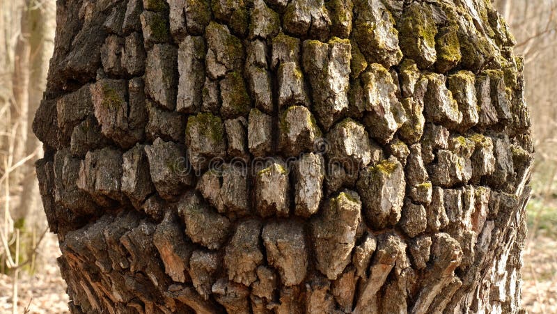 The Texture of the Tree`s Crust with a Deep Pattern. Stock Image ...