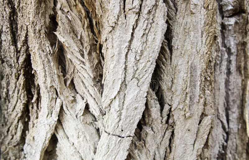 Texture of tree stock photo. Image of corrosion, closeup - 85355572