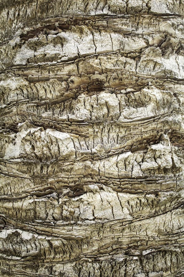 Texture of tree stock photo. Image of bark, pattern, macro - 93607860