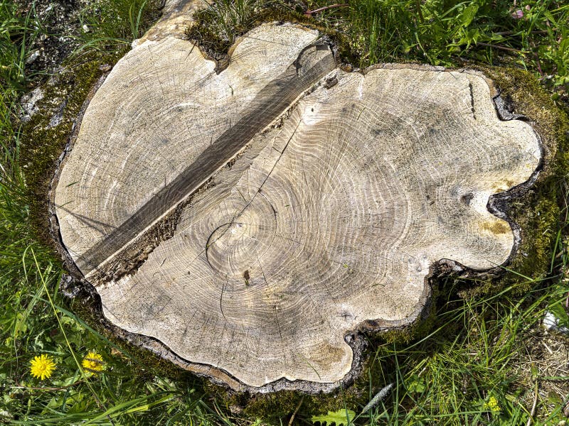 Texture of a tree section stock photo. Image of statue - 340470528