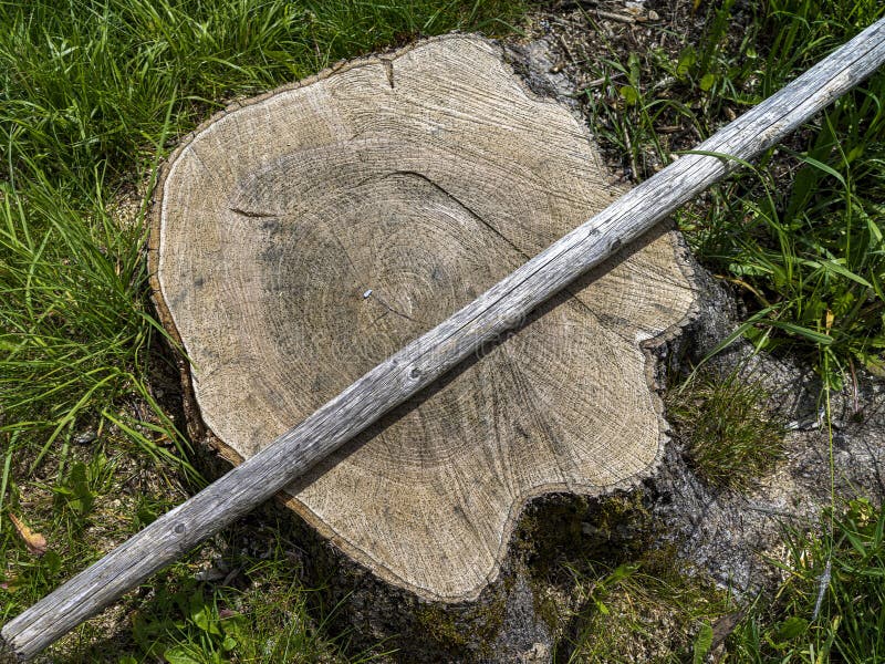 Texture of a tree section stock photo. Image of asiago - 340470710