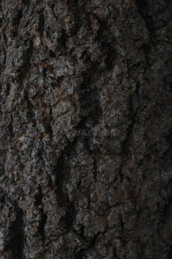 Rugged Tree Bark Dark Textured Surface Stock Image - Image of daytime ...