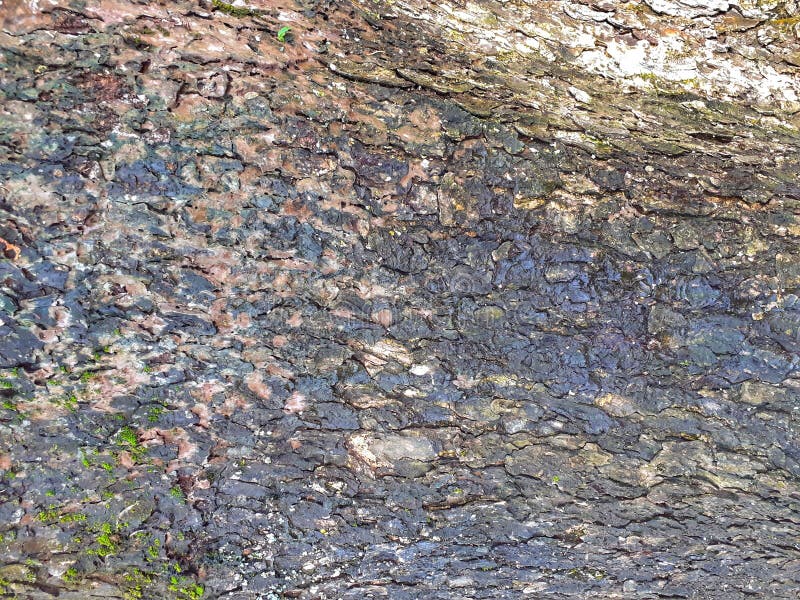 Texture of a tree skin. stock photo. Image of background - 157574948