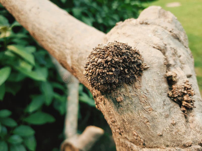 Texture of tree stem stock photo. Image of stem, background - 162578930