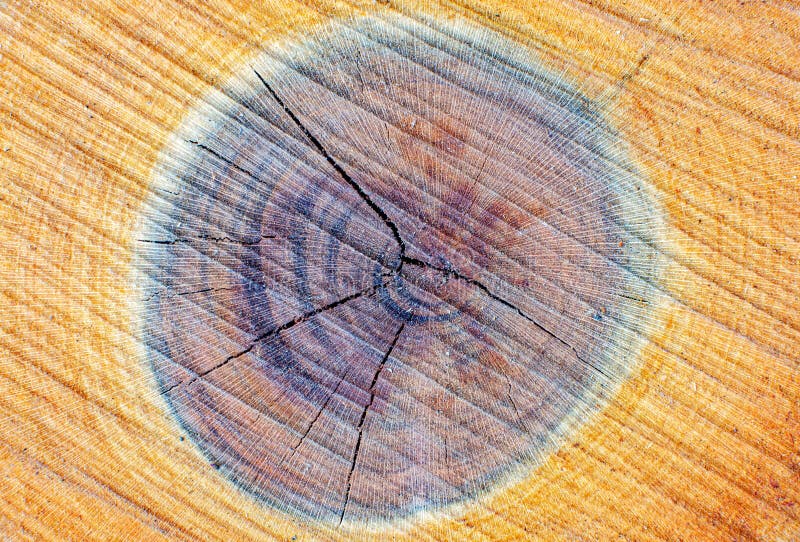 Texture of a Tree Stump with Aged Lines Stock Image - Image of lumber ...