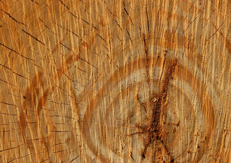 Texture of Tree Stump Background Texture Close Up Stock Image - Image ...