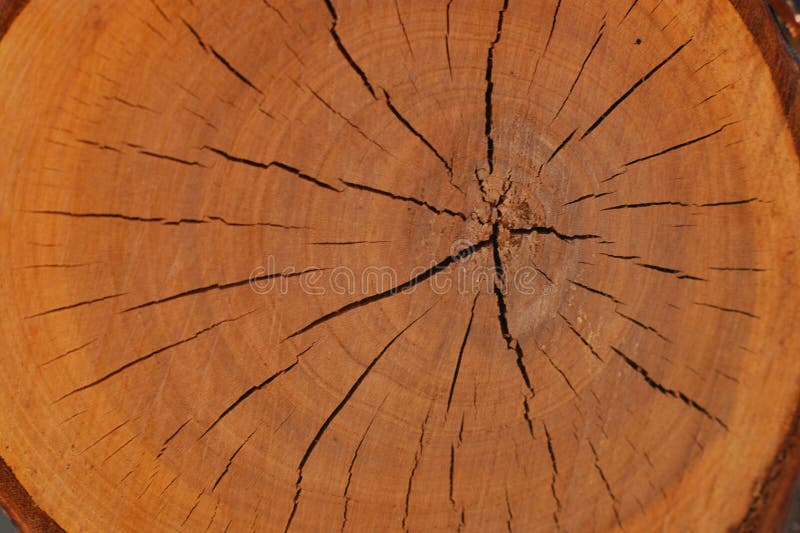 Texture of Tree Stump Background Texture Close Up Stock Image - Image ...