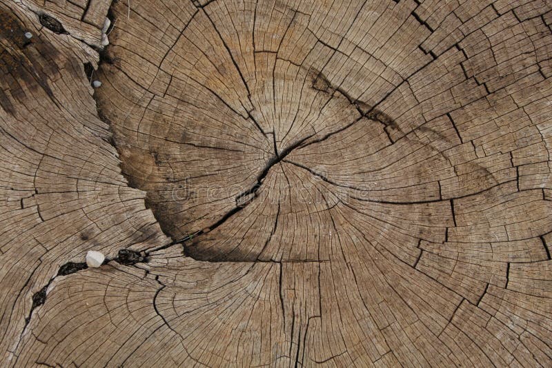 Texture of tree stump stock photo. Image of plank, forest - 152182004