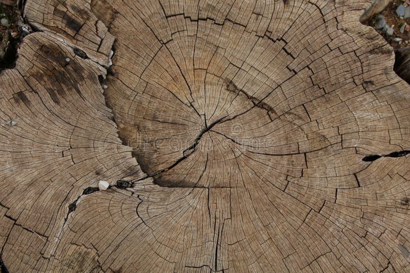 Texture of tree stump stock image. Image of wooden, plank - 152182397